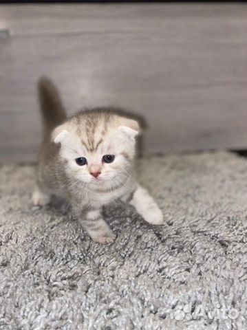 Шотландские красавцы