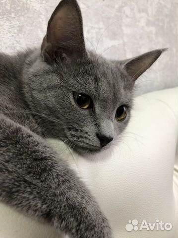 Русская голубая