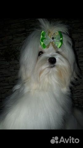 Мальтезе щенок