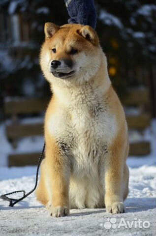 Лисичка Ясечка