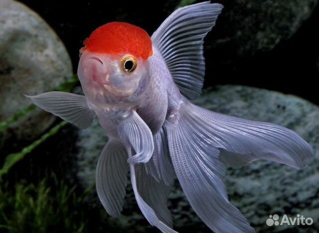 Золотая рыбка красная шапочка