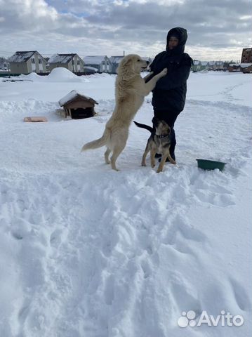 Сторожевой пес