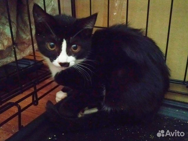 Черно-белая трехмесячная девочка котенок