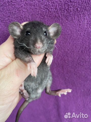 Крысята дамбо