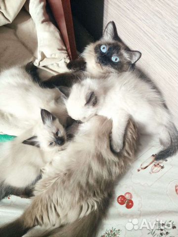 Невская Маскарадная 1,5 мес, котики