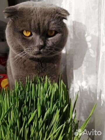 Вязка Шотландский вислоухий кот