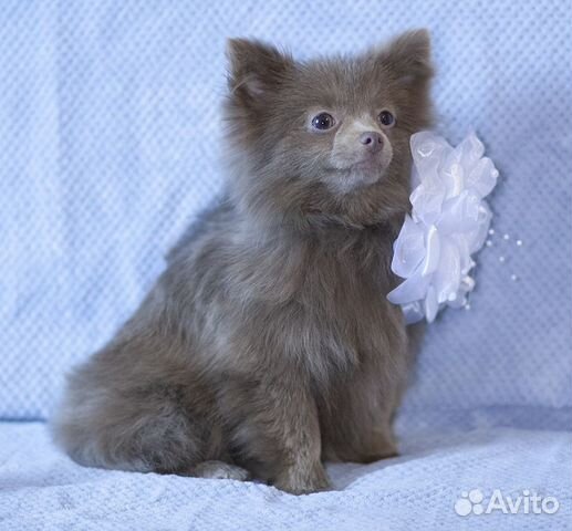 Девочка лисенок