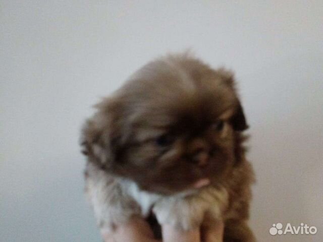 Щенки пекинеса