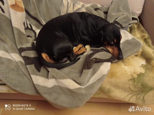 Отдам в добрые руки такса