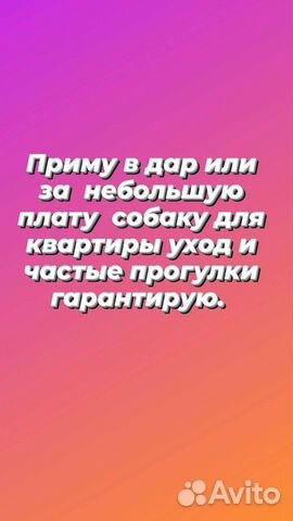Собаки бесплатно в добрые руки