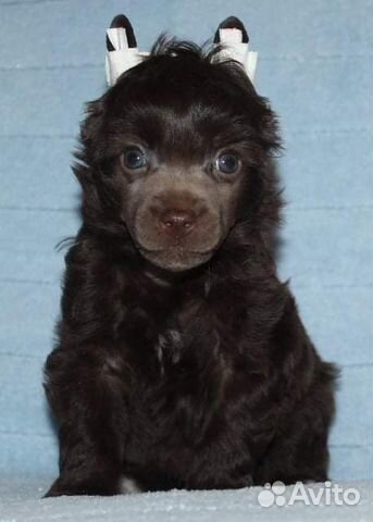 Щенки китайской хохлатой