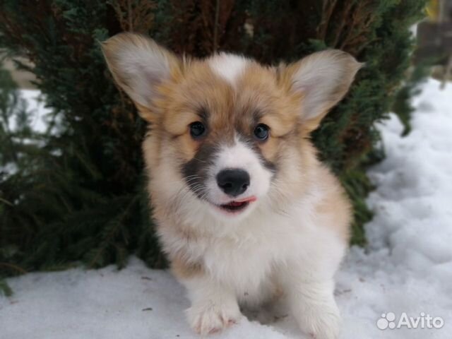 Вельш-корги пемброк девочка флаффи