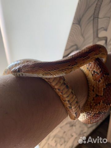 Змея маисовый полоз
