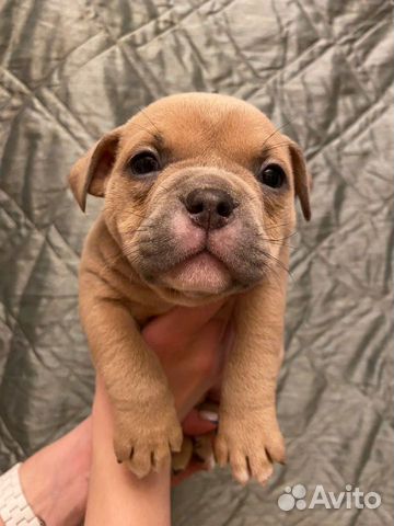 American bully