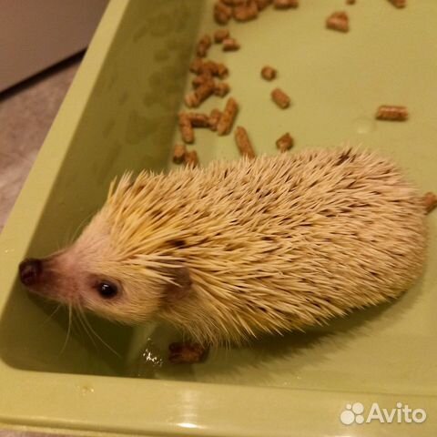 Африканский ежик