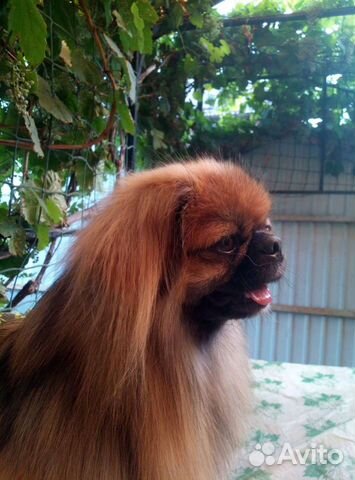 Пекинес мальчик для вязки