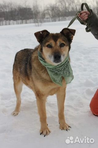 Небольшая собака в добрые руки