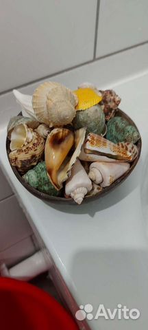 Морские ракушки