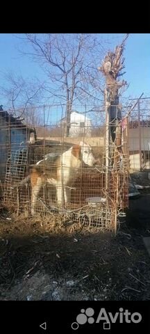 Потерялся щенок русской пегой гончей возраст 8-9 м