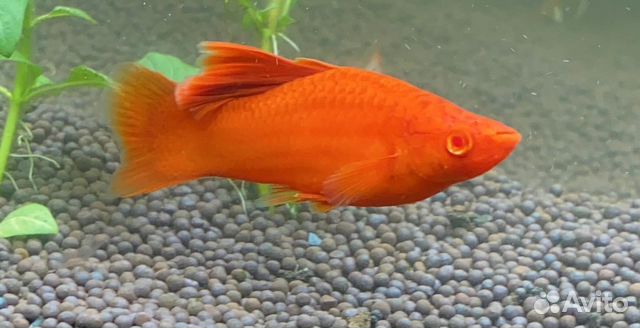 Меченосцы/меченосец брокколи