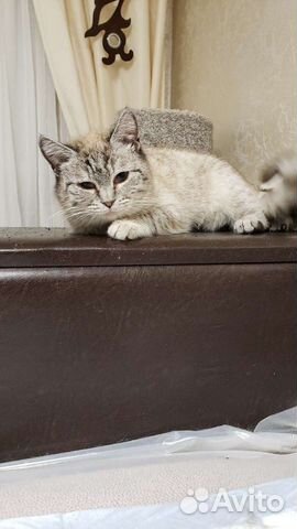 Кошечка Дина в добрые руки