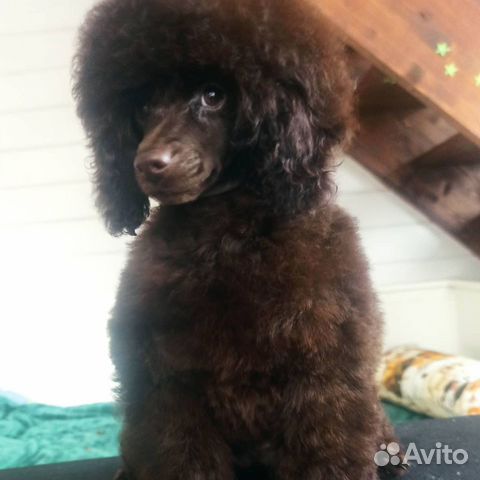 Девочка не крупный карлик. РКФ пра а