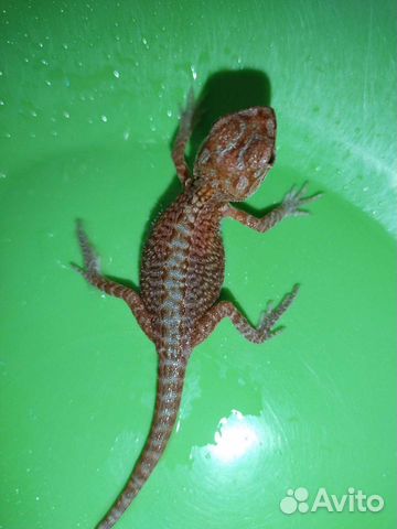 Бородатая агама