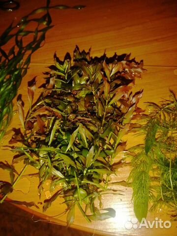 Аквариумные растения