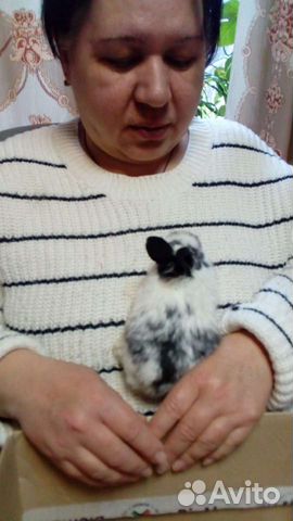 Продаются крольчата декоративные 1500