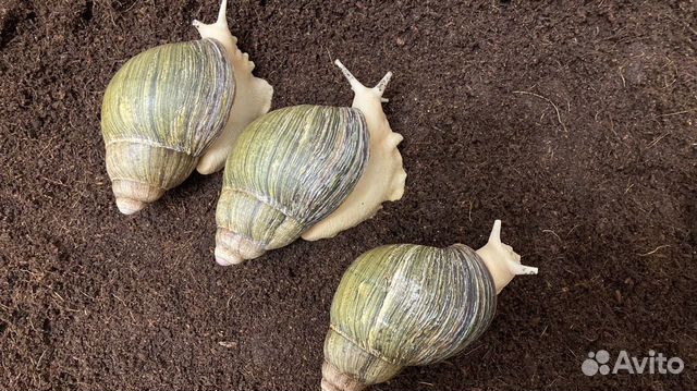 Ахатина вентрикоза