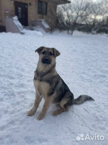 Щенок Нова ищет дом