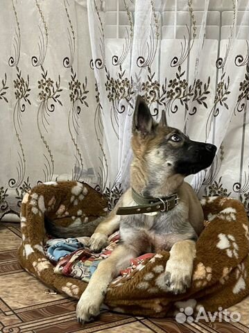 Собаки бесплатно в добрые руки