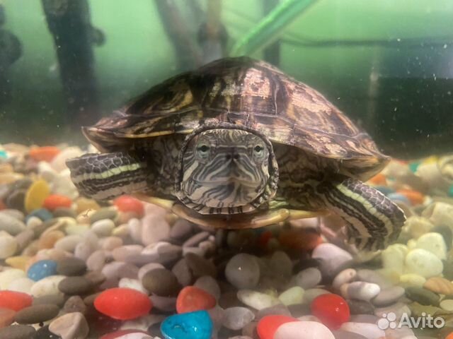 Черепаха