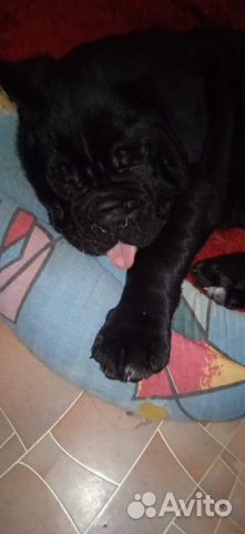 Кане Корсо продам алиментного щенка