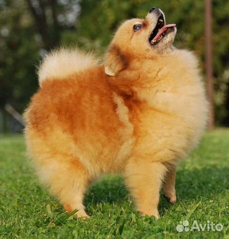 Собаки бесплатно в добрые руки с породой