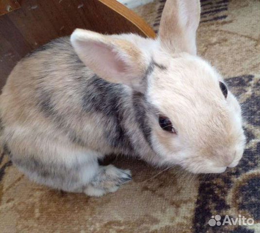 Декоративные кролики