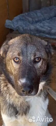 Отличный охранник ищет семью