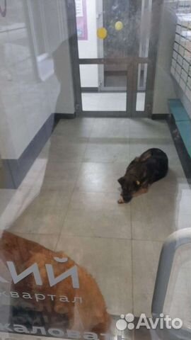 Собака в добрые руки отдам бесплатно