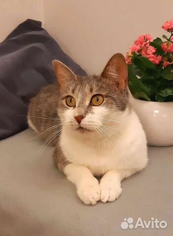 Добрая кошка в добрые руки