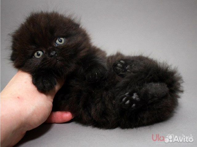 Вислоухие котята