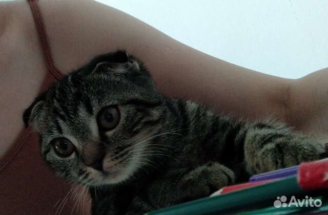 Мусечка в добрые руки