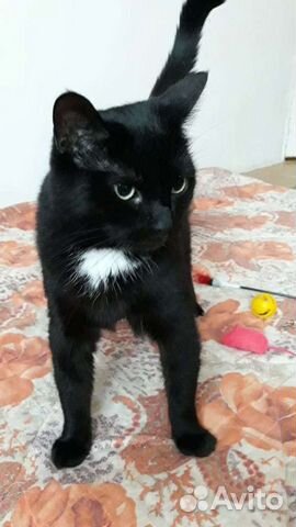 Кошка в дар