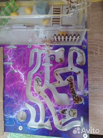 Фармекарий