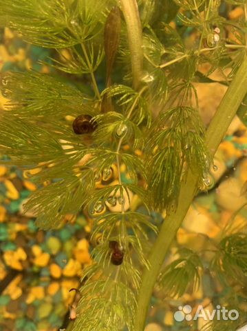 Улитки ампулярии