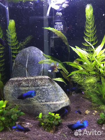 Рыбки Петушок Халфмун