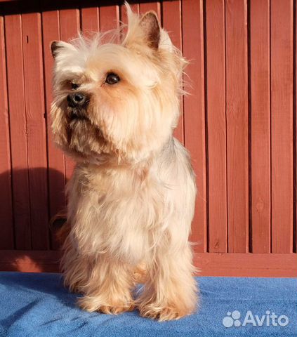 Йоркширского терьера, 8лет, суку, отдам