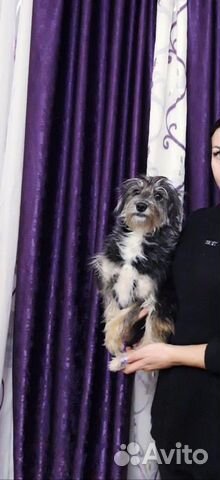 Ищет дом Мелкая Собачка Жужа