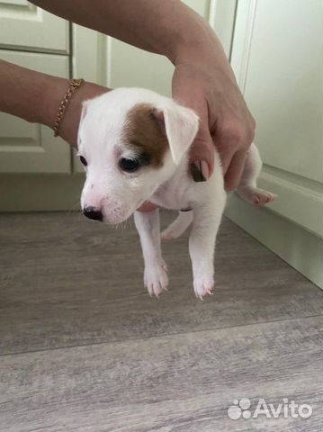 Джек Рассел терьер