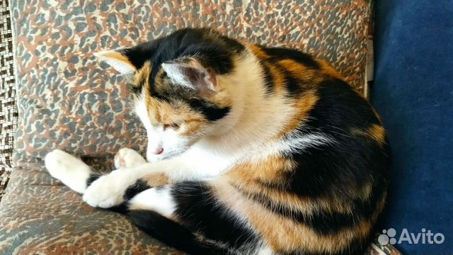 Трехцветная кошка