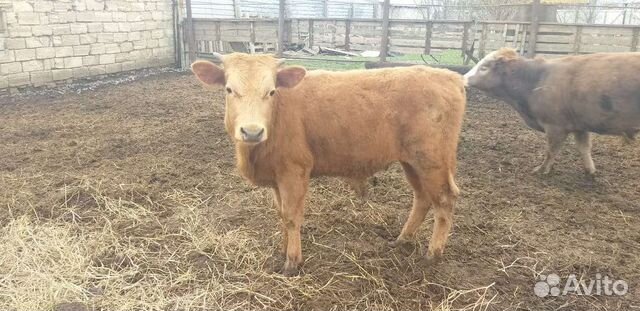 Бычки годовалые